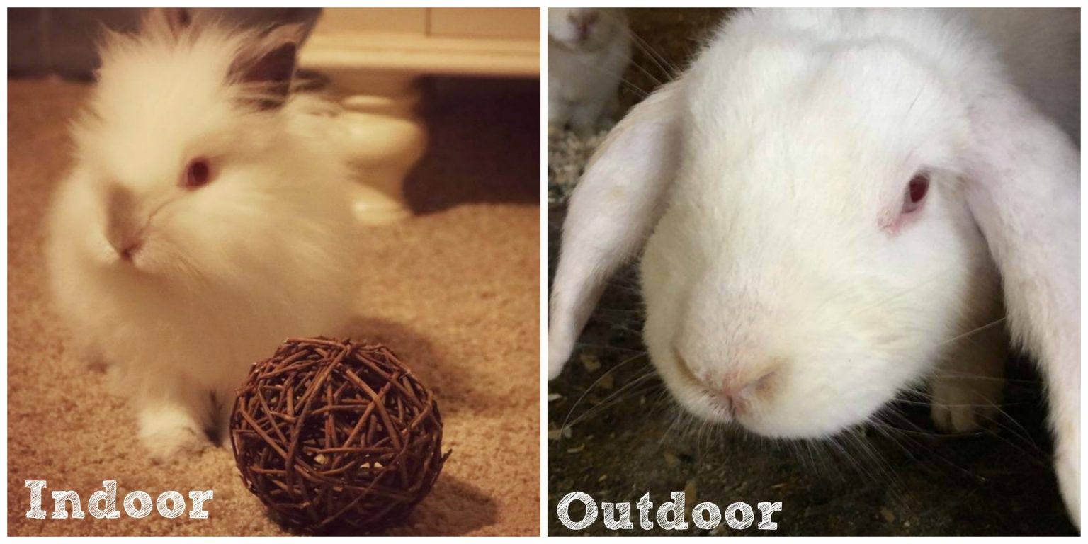 How Much Are Rabbits and What Does it Cost to Raise Them? - Countryside